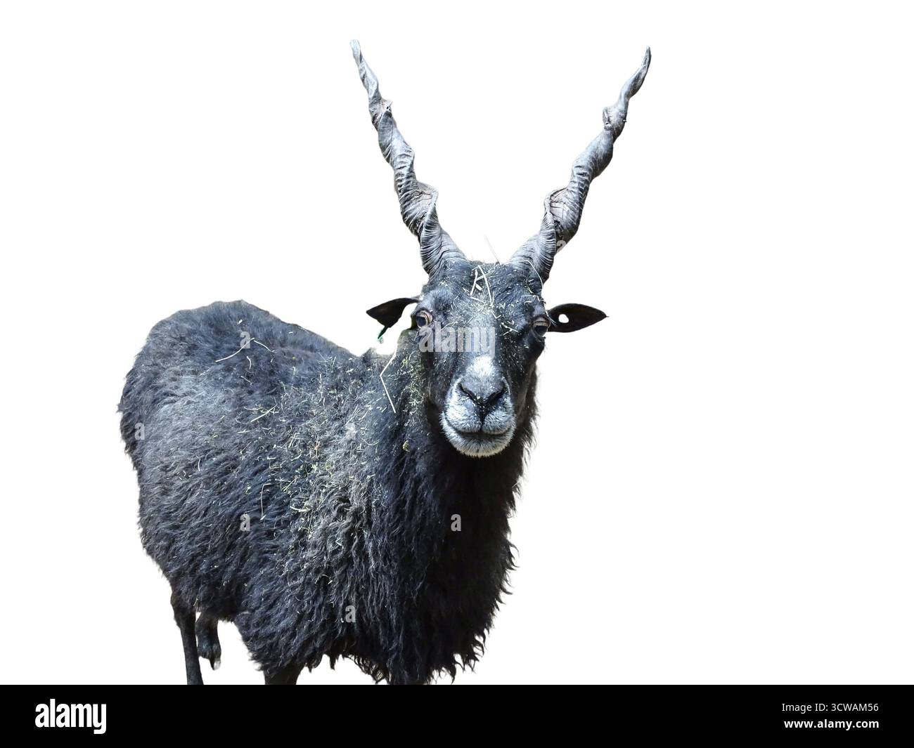 Black Racka sheep isolated on white. (Ovis aries aries racka Stock ...