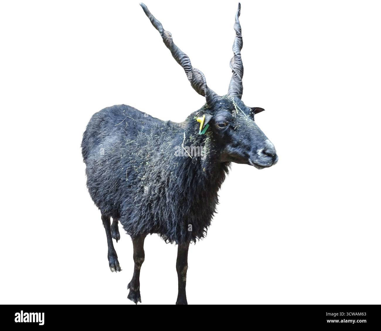 Black Racka sheep isolated on white. (Ovis aries aries racka Stock ...