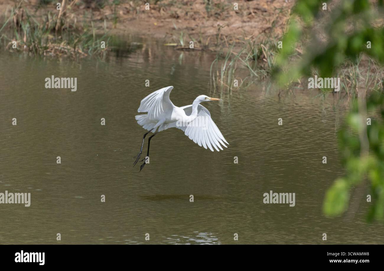 A majestic Great Egret (Ardea alba) in flight, captured with its wings ...