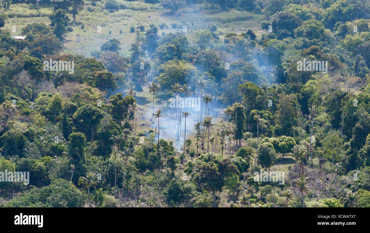 Forest clearing, Efate, Vanuatu Stock Photo - Alamy