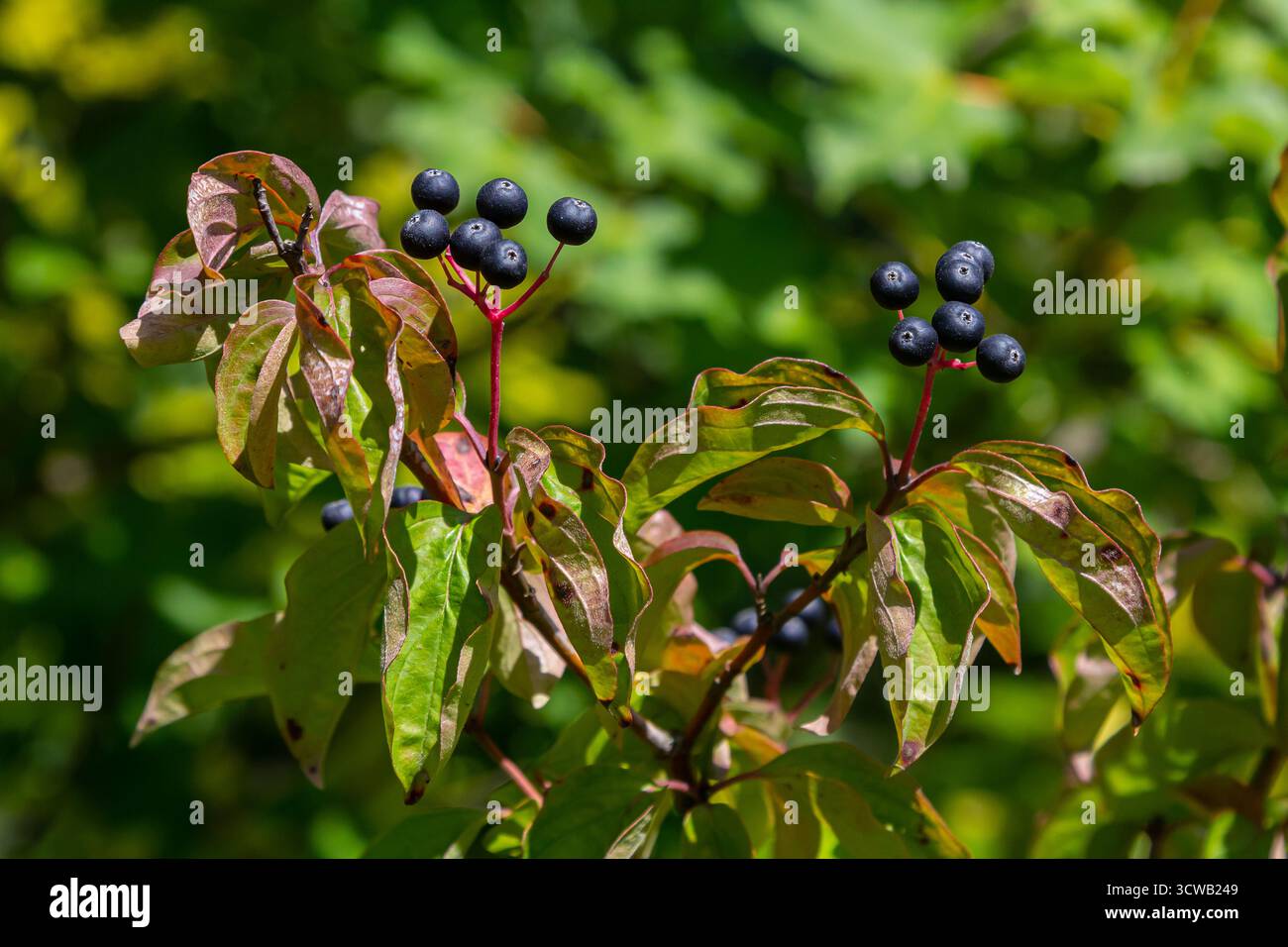 Cornus sanguinea is a perennial plant of the sod family. A tall shrub ...