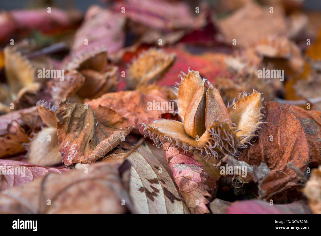 Beech Mast; Fagus sylvatica; Autumn; UK Stock Photo - Alamy