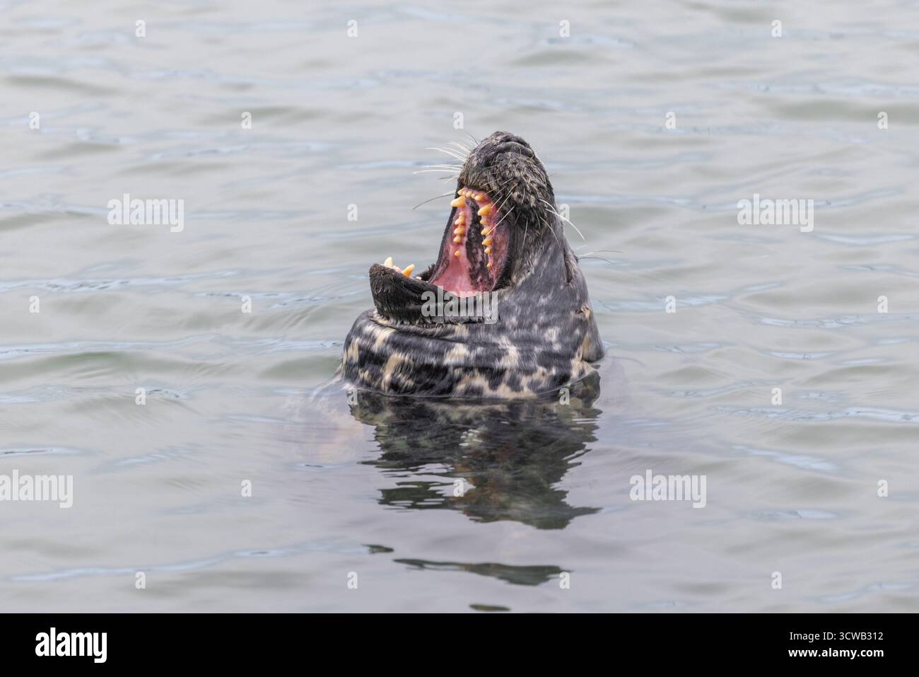 Grey Seal; Halichoerus grypus; Mouth Wide Open; UK Stock Photo - Alamy