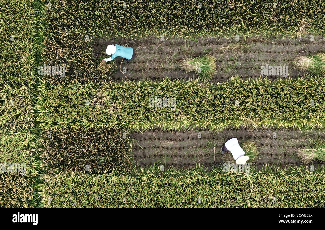 Aerial photo shows farmers working in the field in Yangzhou City, east ...