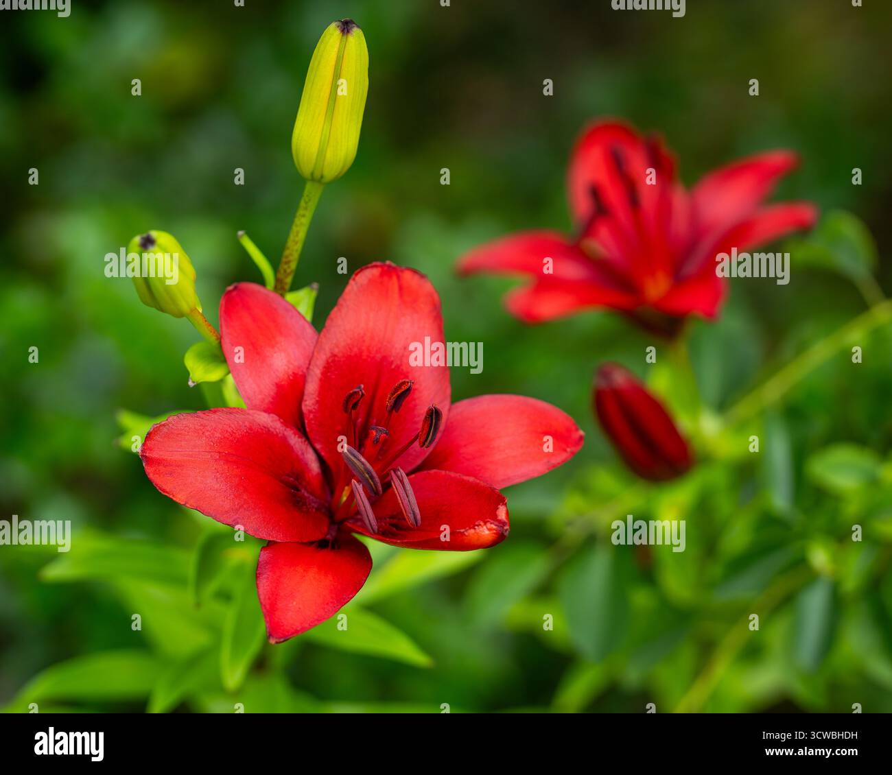 Red Asiatic lily (Red Highland) in the sun. Bright red asiatic lilies ...
