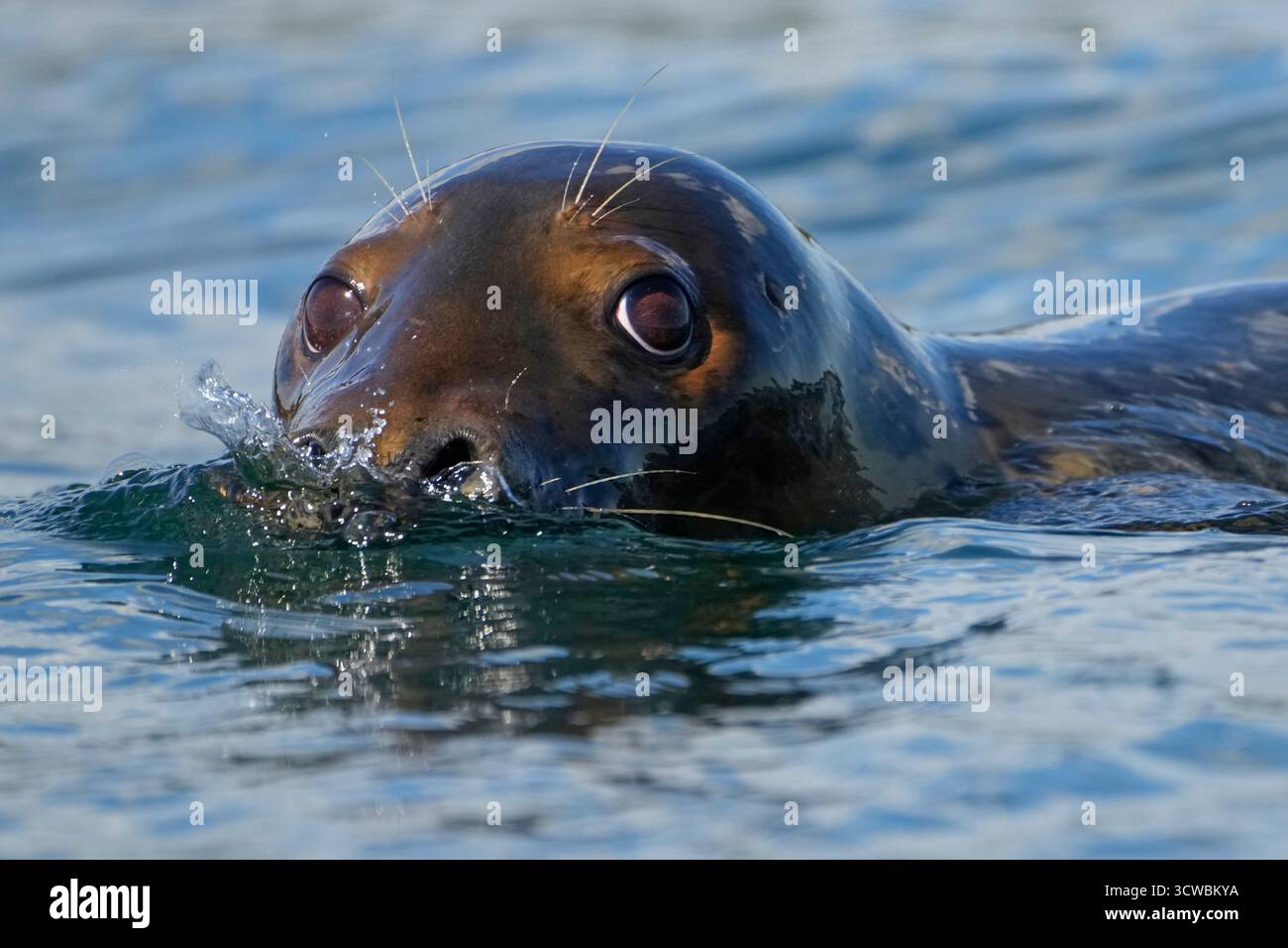 A gray seal swims, Tuesday, Sept. 30, 2025, off the coast of Brunswick ...
