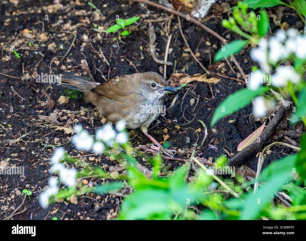 Locustella montis hi-res stock photography and images - Alamy