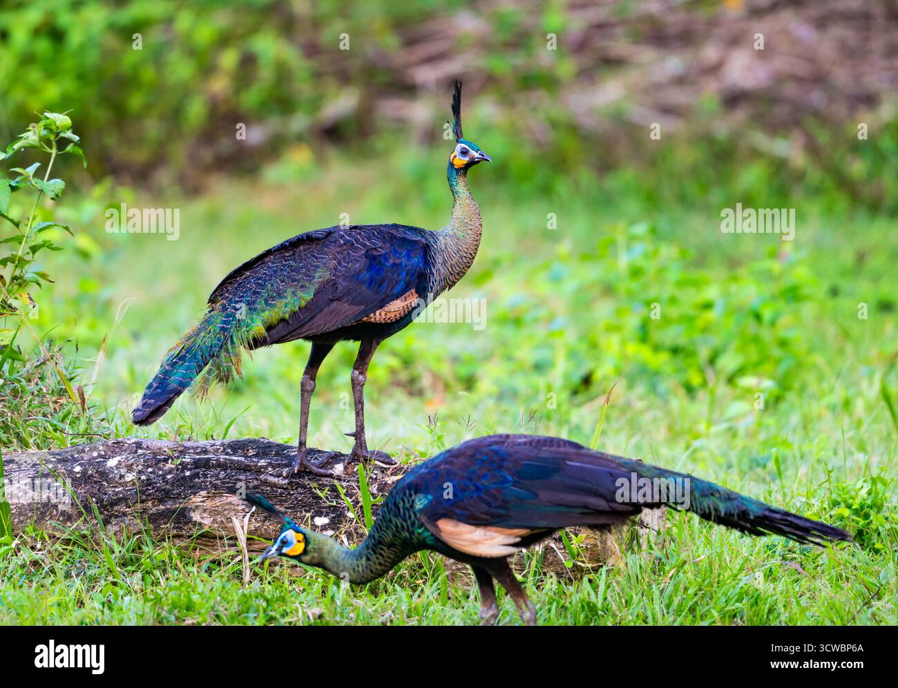 Java peafowls hi-res stock photography and images - Alamy