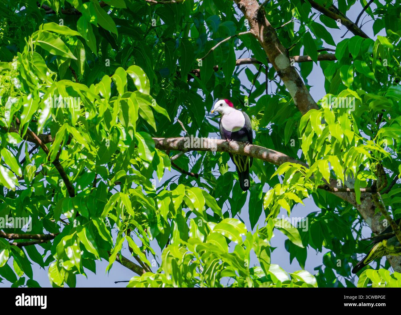 Fruit dove hi-res stock photography and images - Alamy