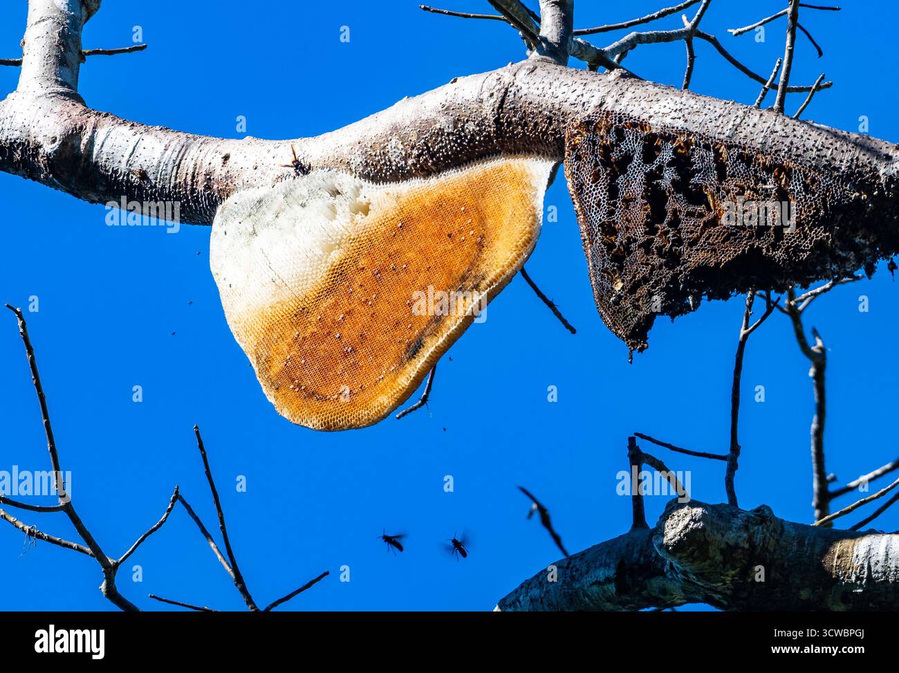 A new active beehive on a tree branch is attacked by wasps. Indonesia ...