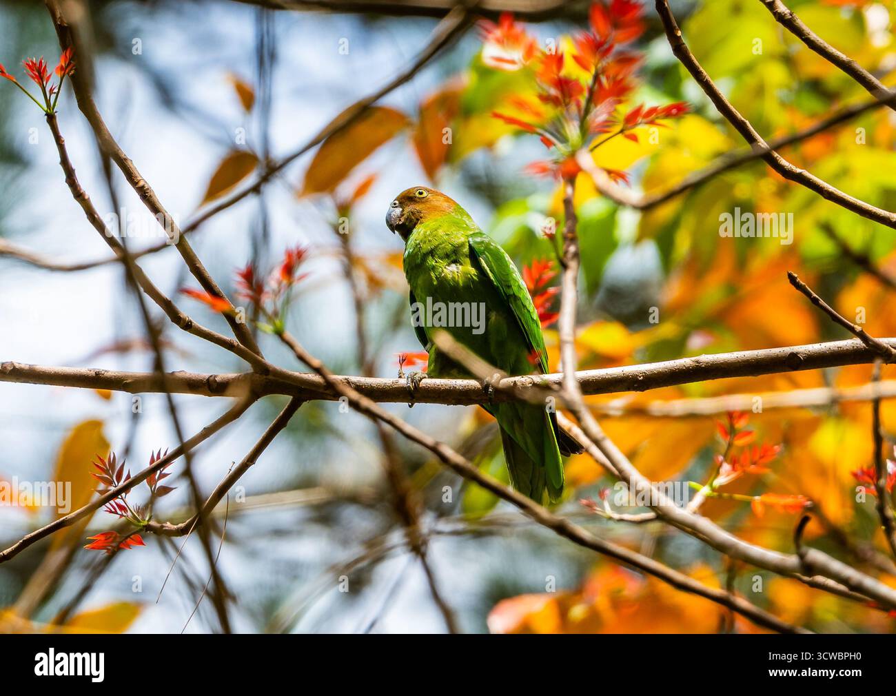 Geoffroyus hi-res stock photography and images - Alamy