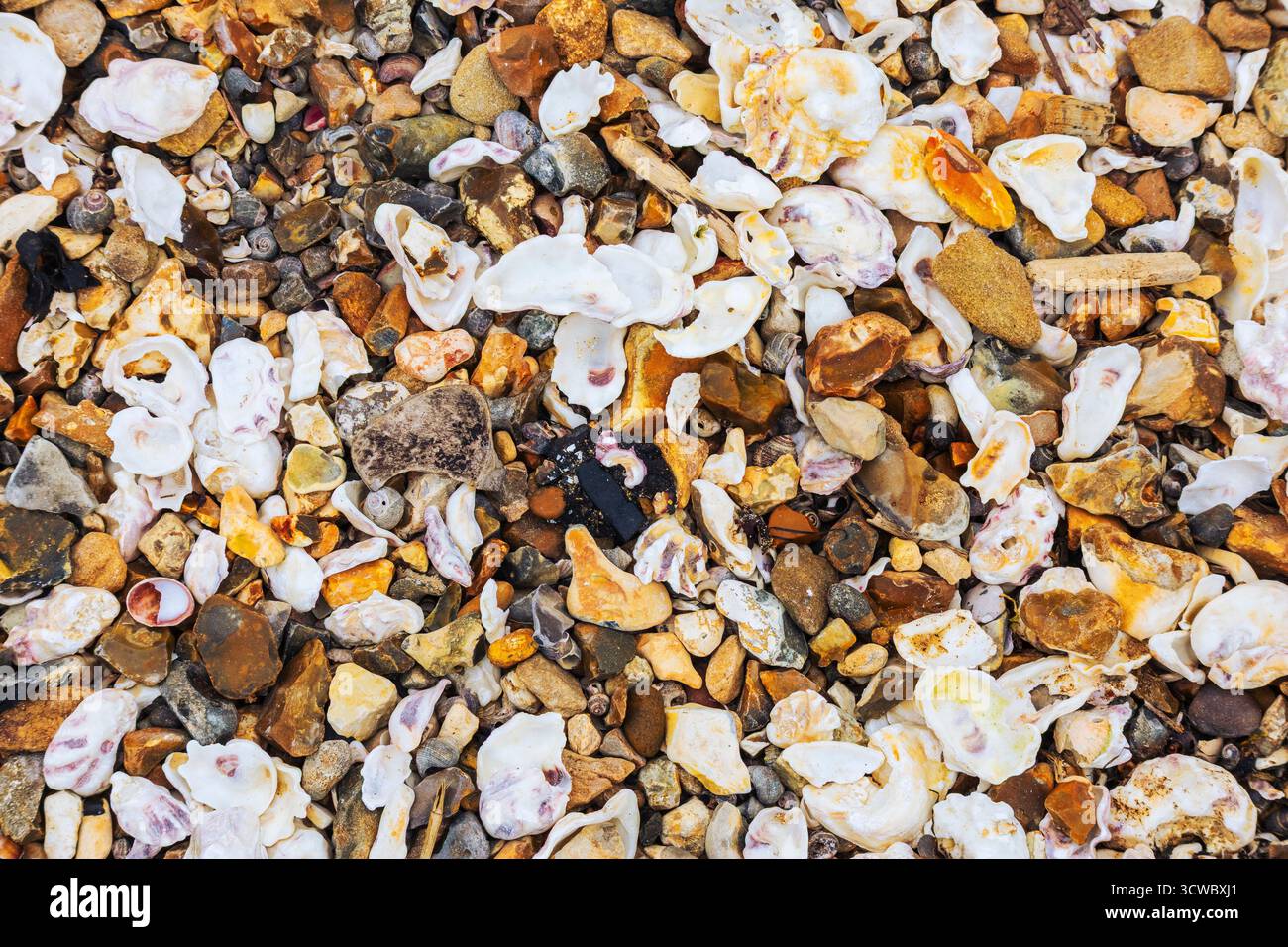 Shingle and Sea Shells on the Beach at Thorpe Bay Stock Photo - Alamy