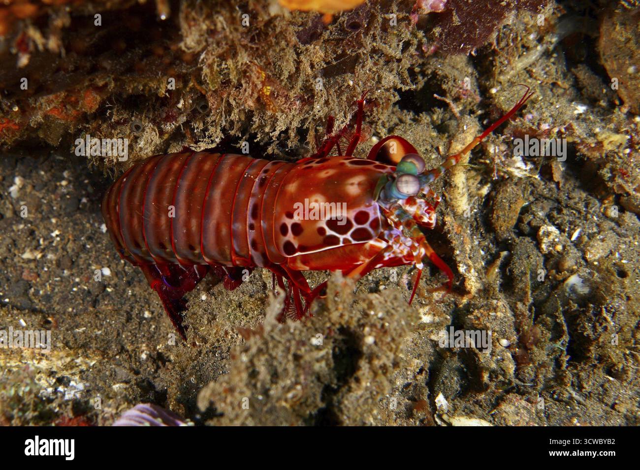 Red glowing mantis shrimp with a distinctive pattern, clown mantis ...