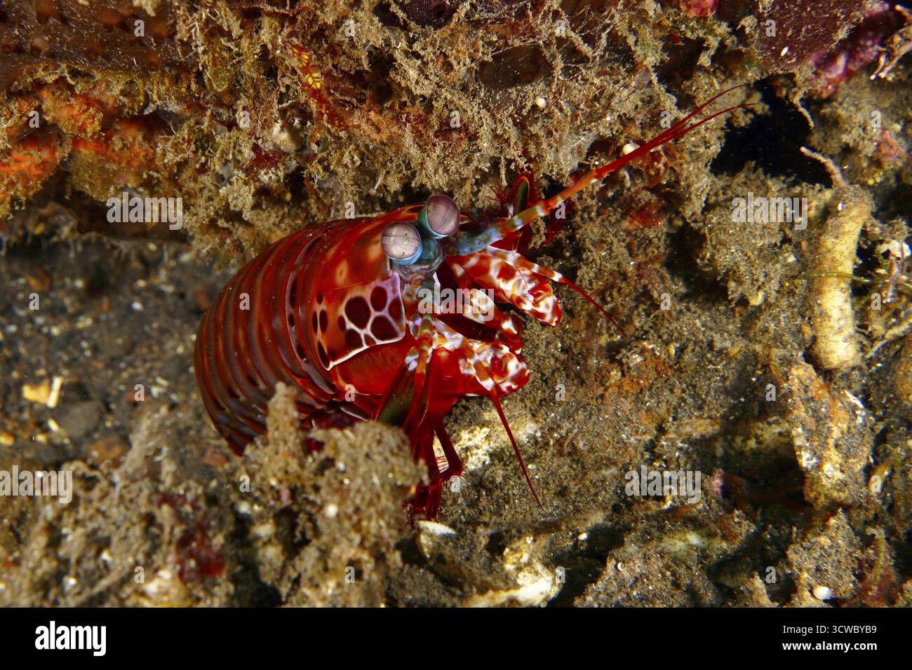 Tulam hi-res stock photography and images - Alamy