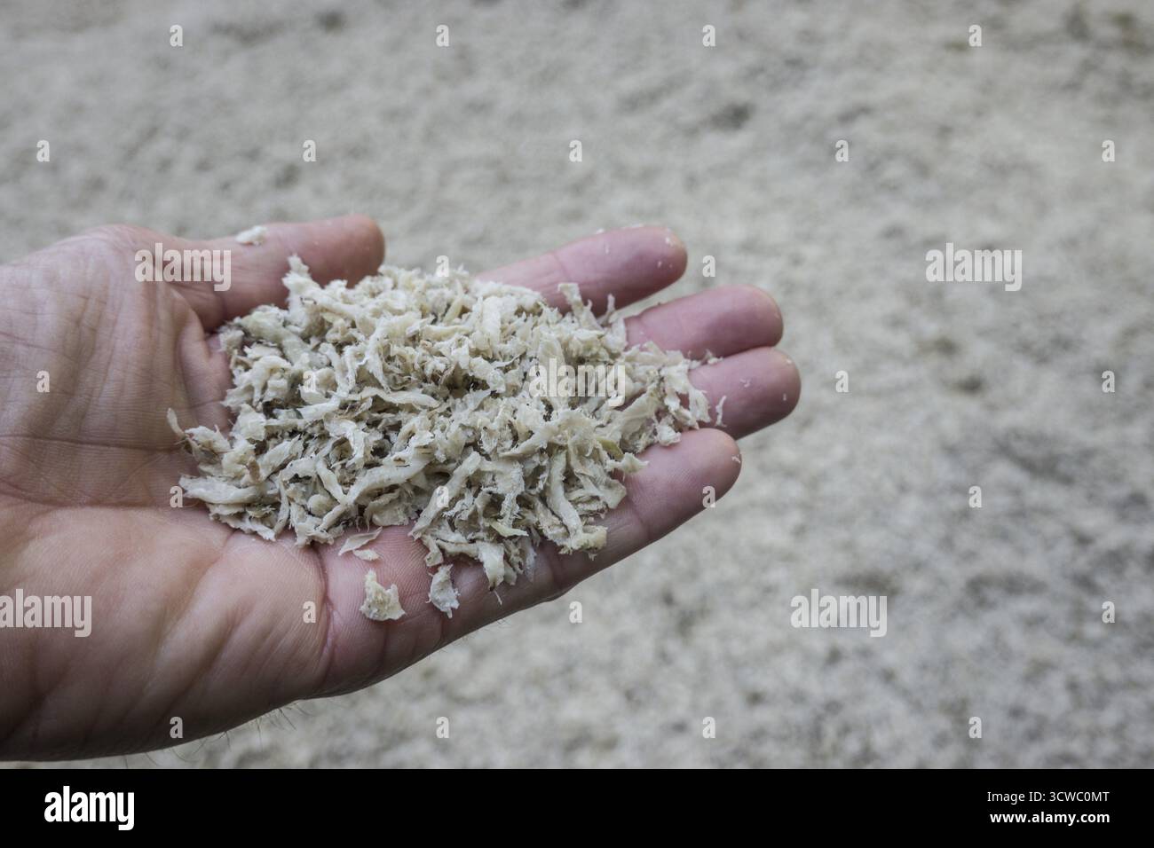 Sugar factory - Stages of the production process for extracting sugar ...