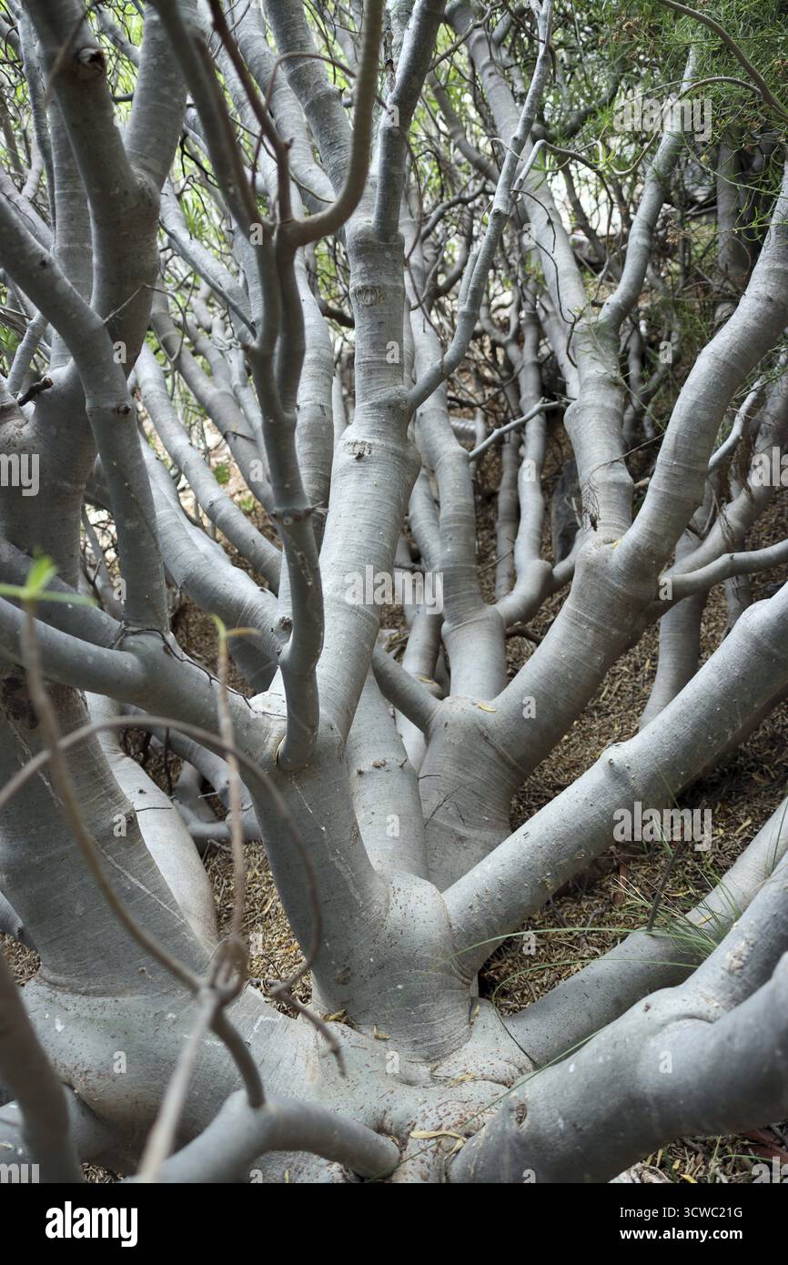 Balsam spurge Euphorbia balsamifera, Gran Canaria, Spain, San Agustin ...