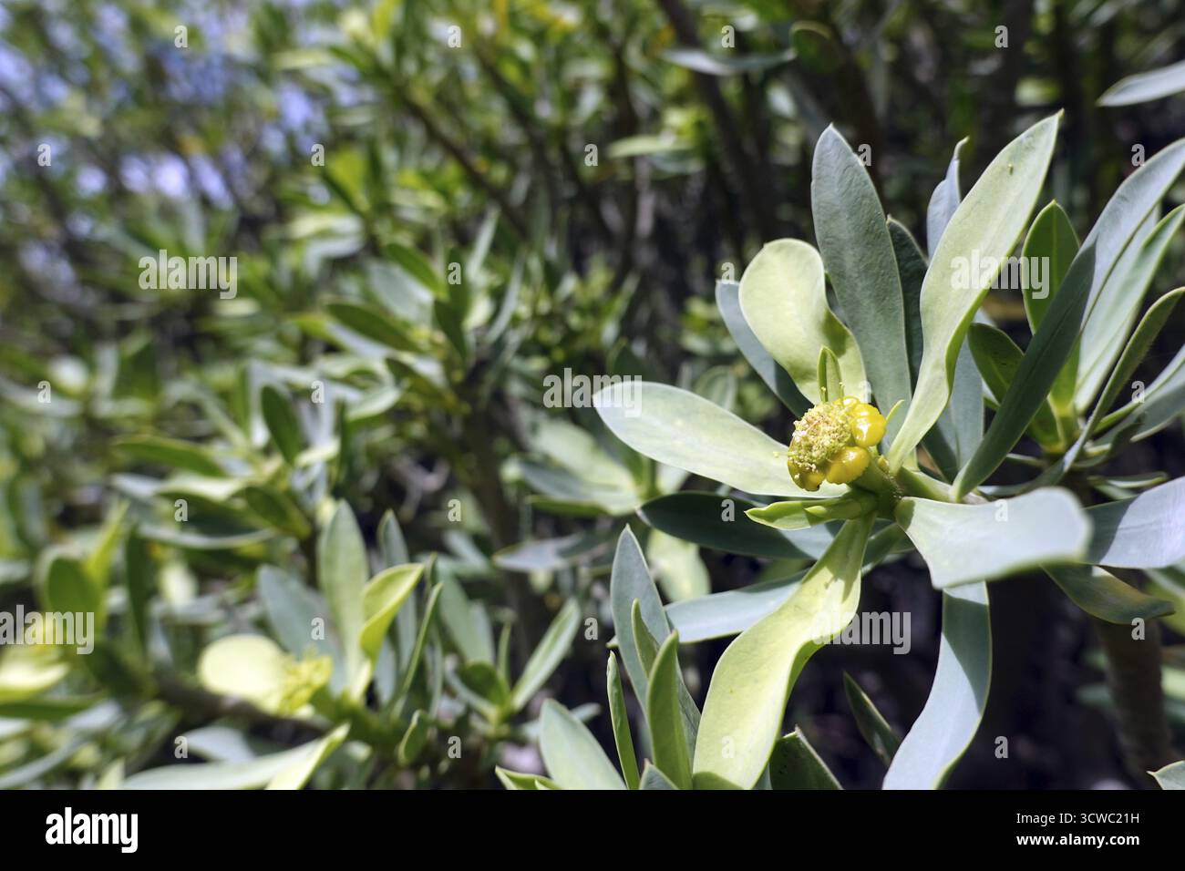 Balsam spurge Euphorbia balsamifera, Gran Canaria, Spain, San Agustin ...