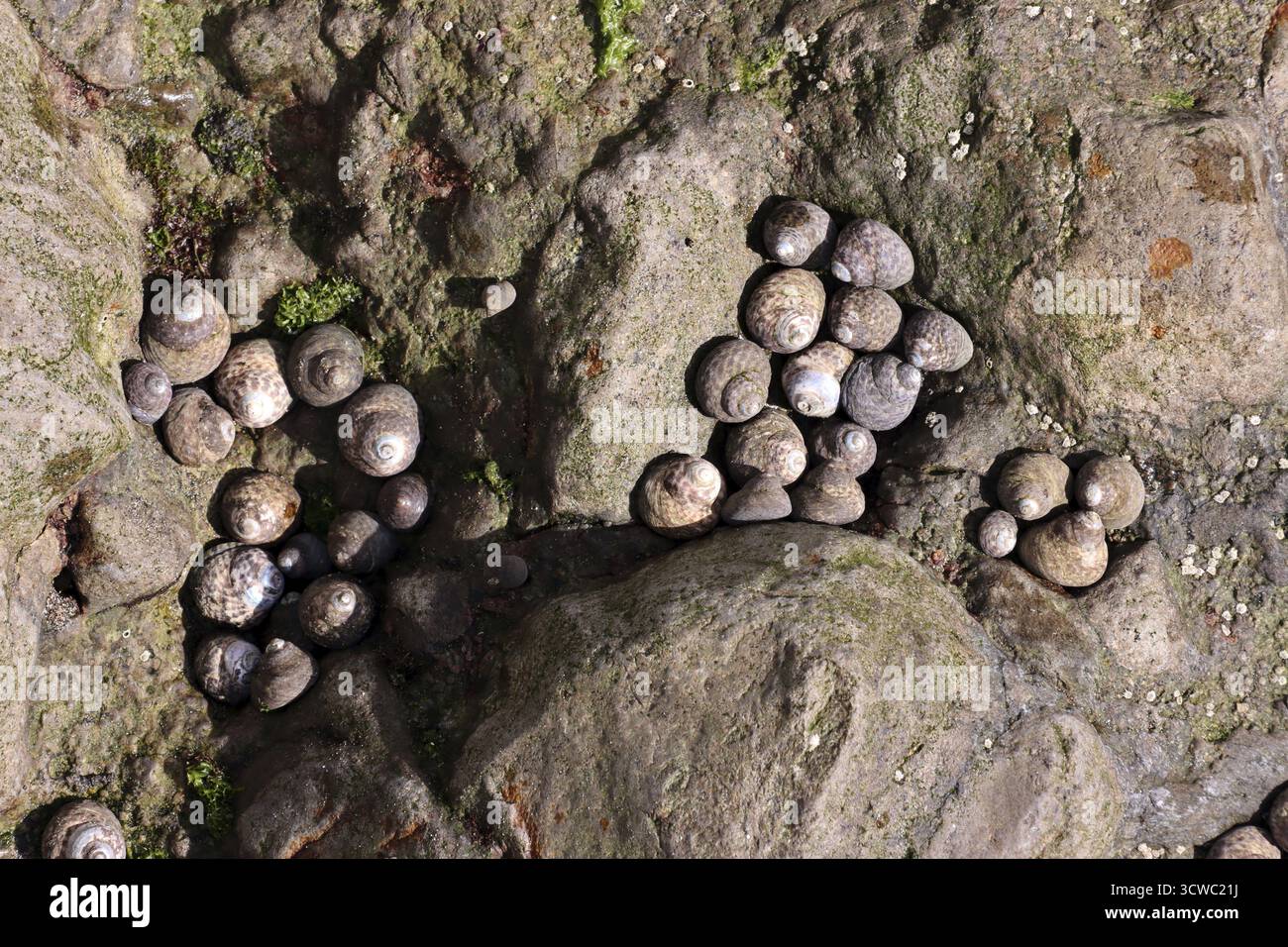 Cube turban snails - Phorcus turbinatus, Gran Canaria, Spain, San ...
