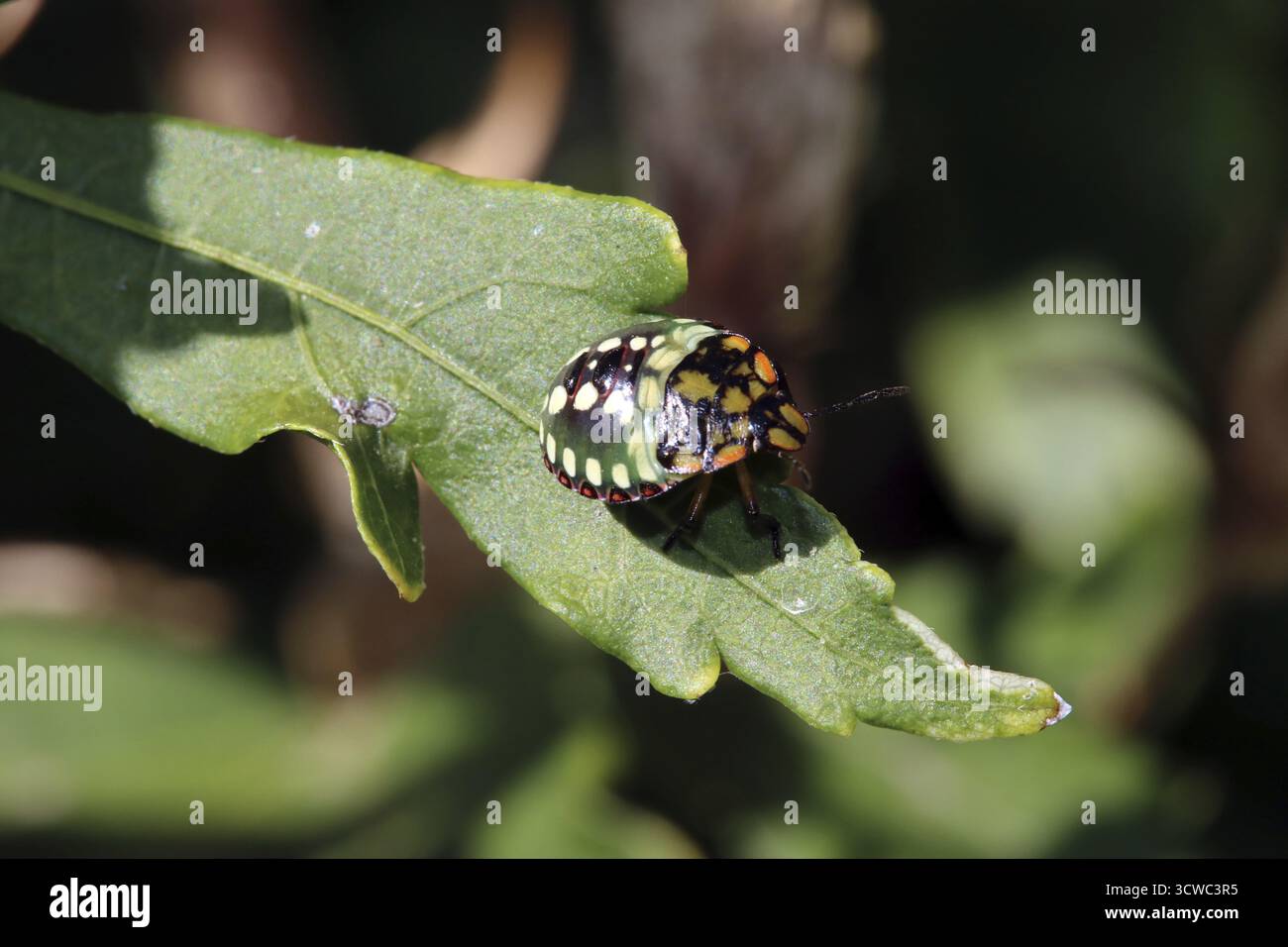 Green shield bugs, also known as southern stink bugs (Nezara viridula ...