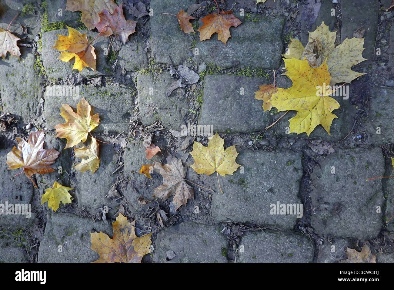 Autumn cobblestones foliage leaves hi-res stock photography and images ...