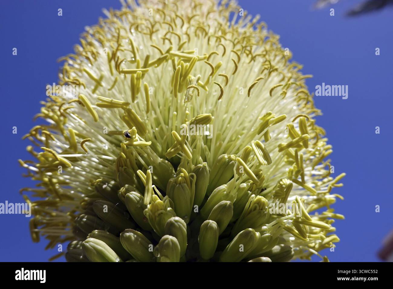 Dragon tree agave, gooseneck agave (Agave attenuata), inflorescence ...