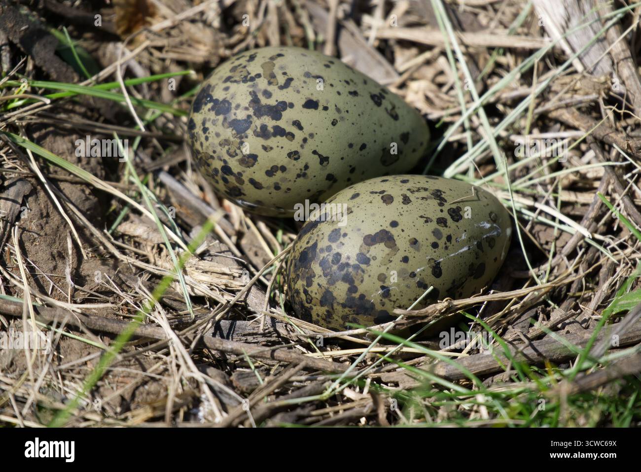 Lapwing nest eggs in grass hi-res stock photography and images - Alamy