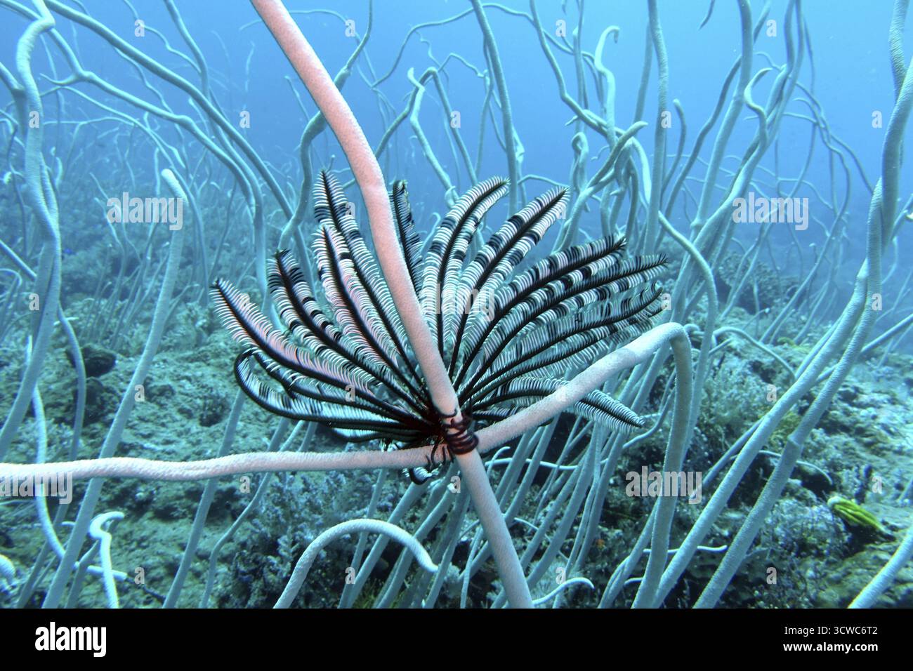 Hair star on a Junceella fragilis - whip coral, fragile sea whip (Syn ...