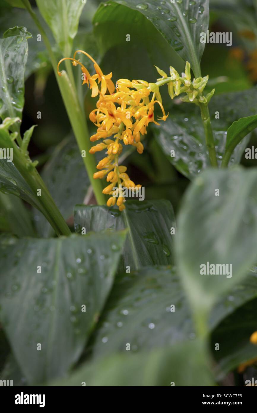 Ginger plant zingiberaceae globba hi-res stock photography and images ...