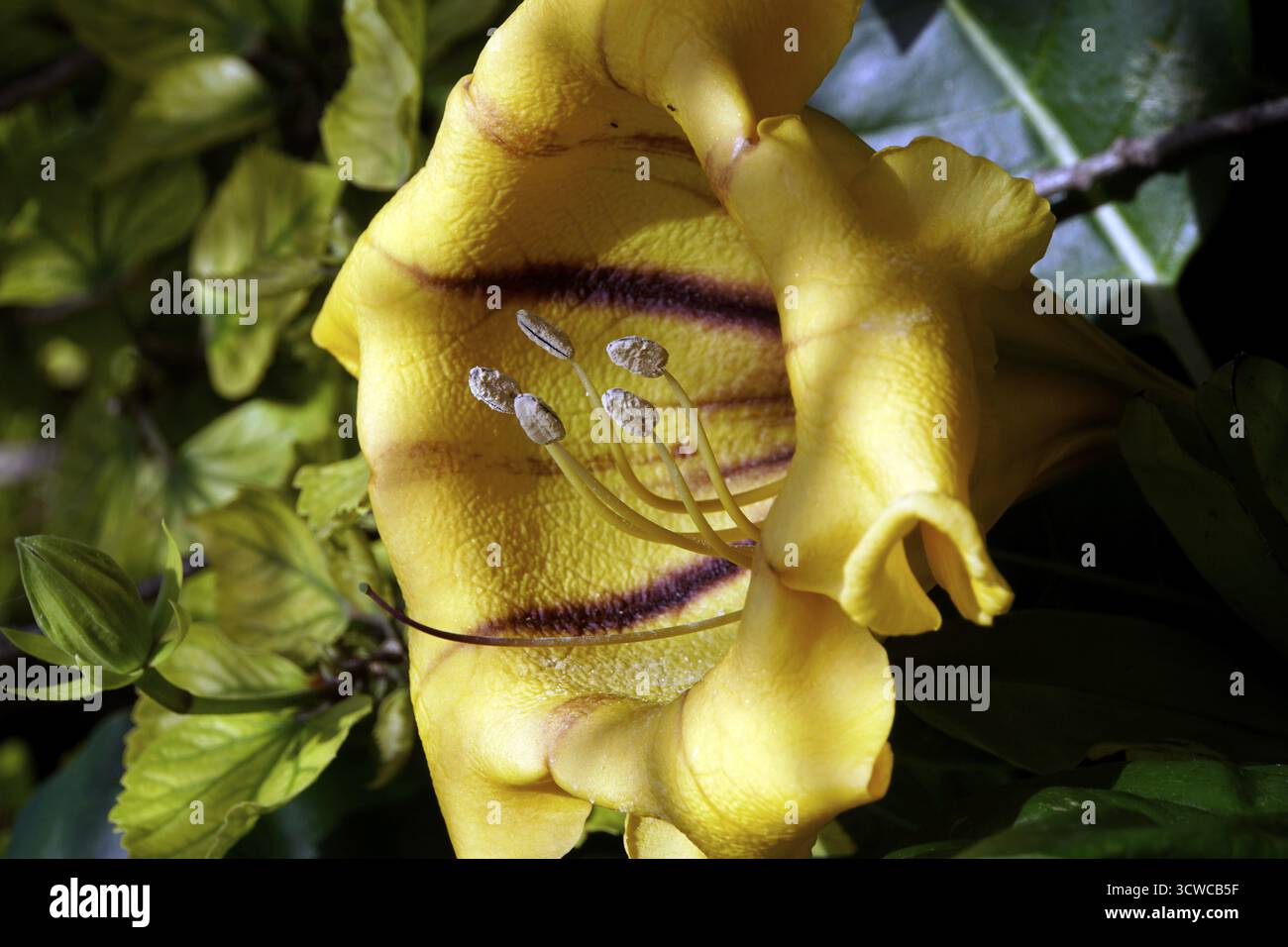 Flower of the golden calyx (Solandra maxima), Mellieha, Malta Stock ...