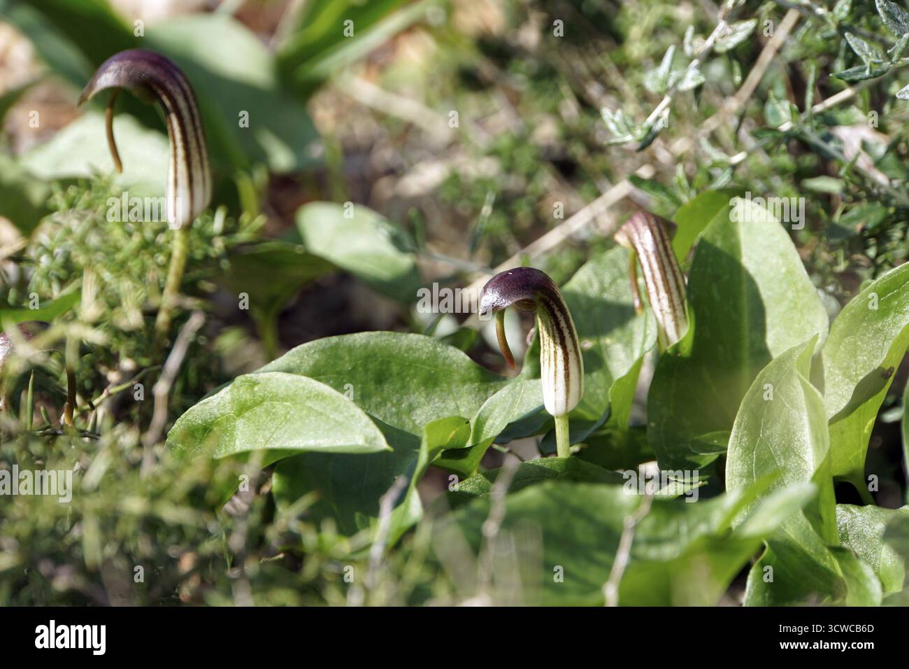 Friar's Cowl (Arisarum vulgare), Marfa Ridge, Mellieha, Malta Stock ...
