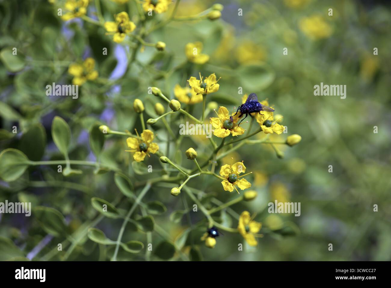 Garden with endemic plants in the Caldera de Taburiente National Park ...