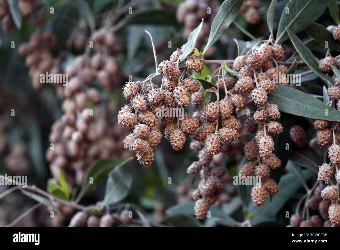 Button mangrove (Conocarpus erectus), El Quseir, Egypt Stock Photo - Alamy