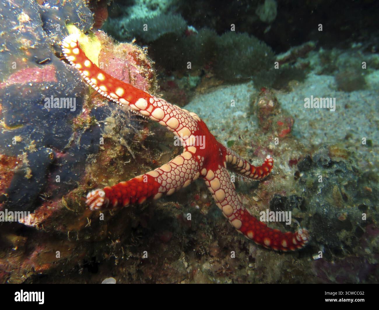 Pearl Starfish (Fromia monilis), Pintuyan, Panaon Island, Southern ...