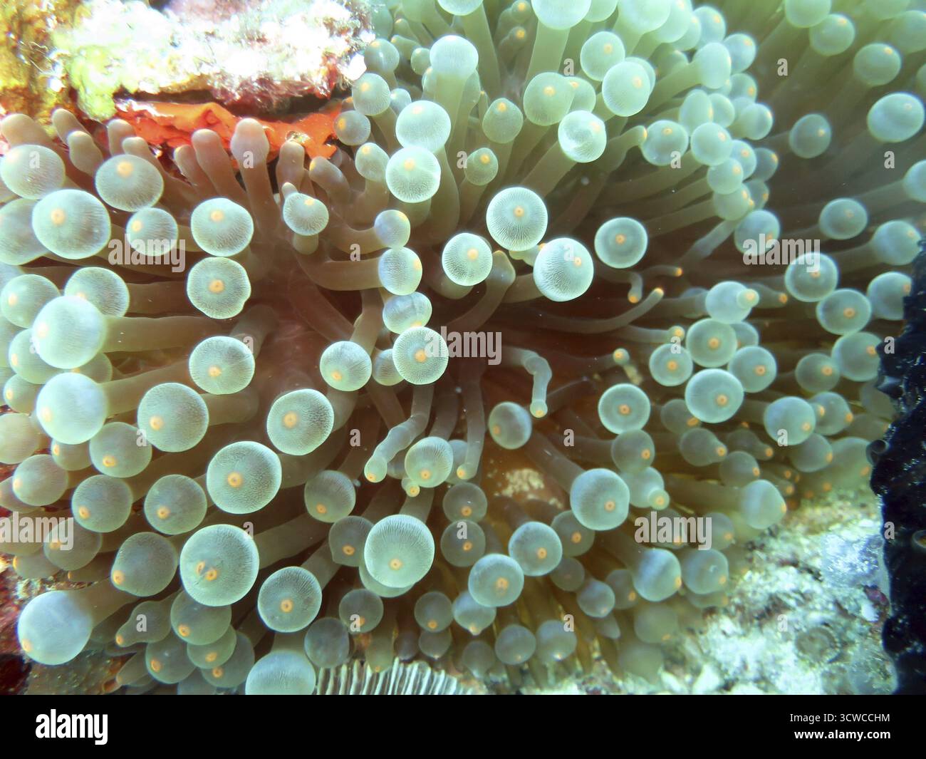 Bubble anemone (Entacmaea sp.), Pintuyan, Panaon Island, Southern Leyte ...