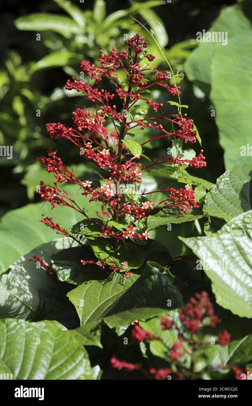 Lot tree Mussaenda frondosa, Pintuyan, Panaon Island, Southern Leyte ...