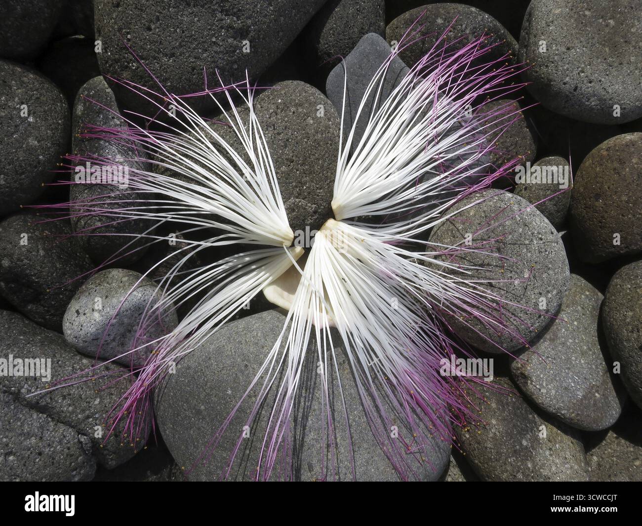 Flower of the potted fruit tree Barringtonia asiatica, Pintuyan, Panaon ...