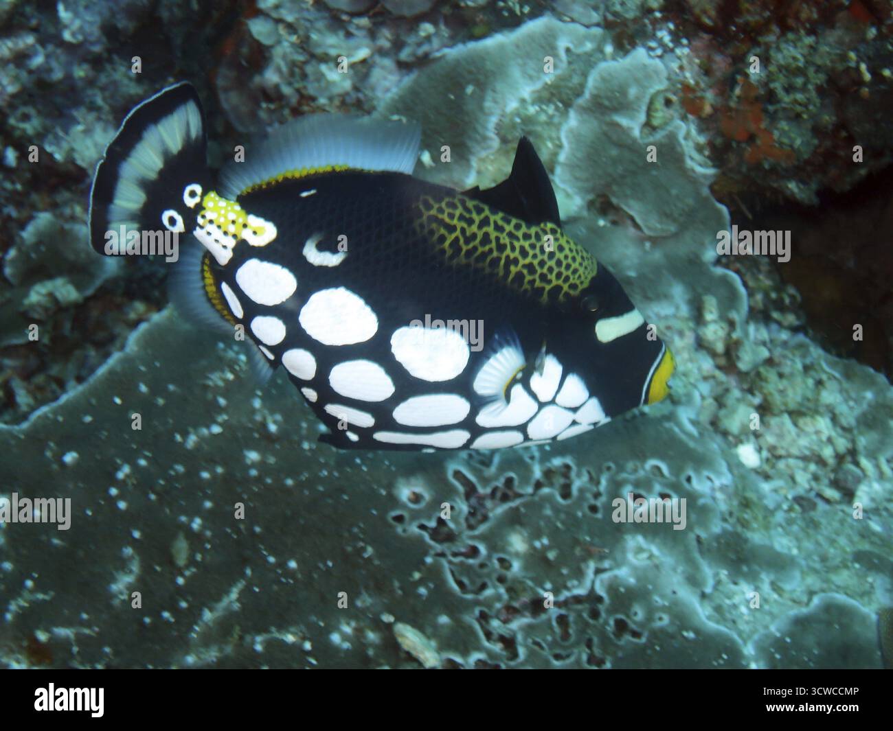 Leopard triggerfish (Balistoides conspicillum), Pintuyan, Panaon Island ...