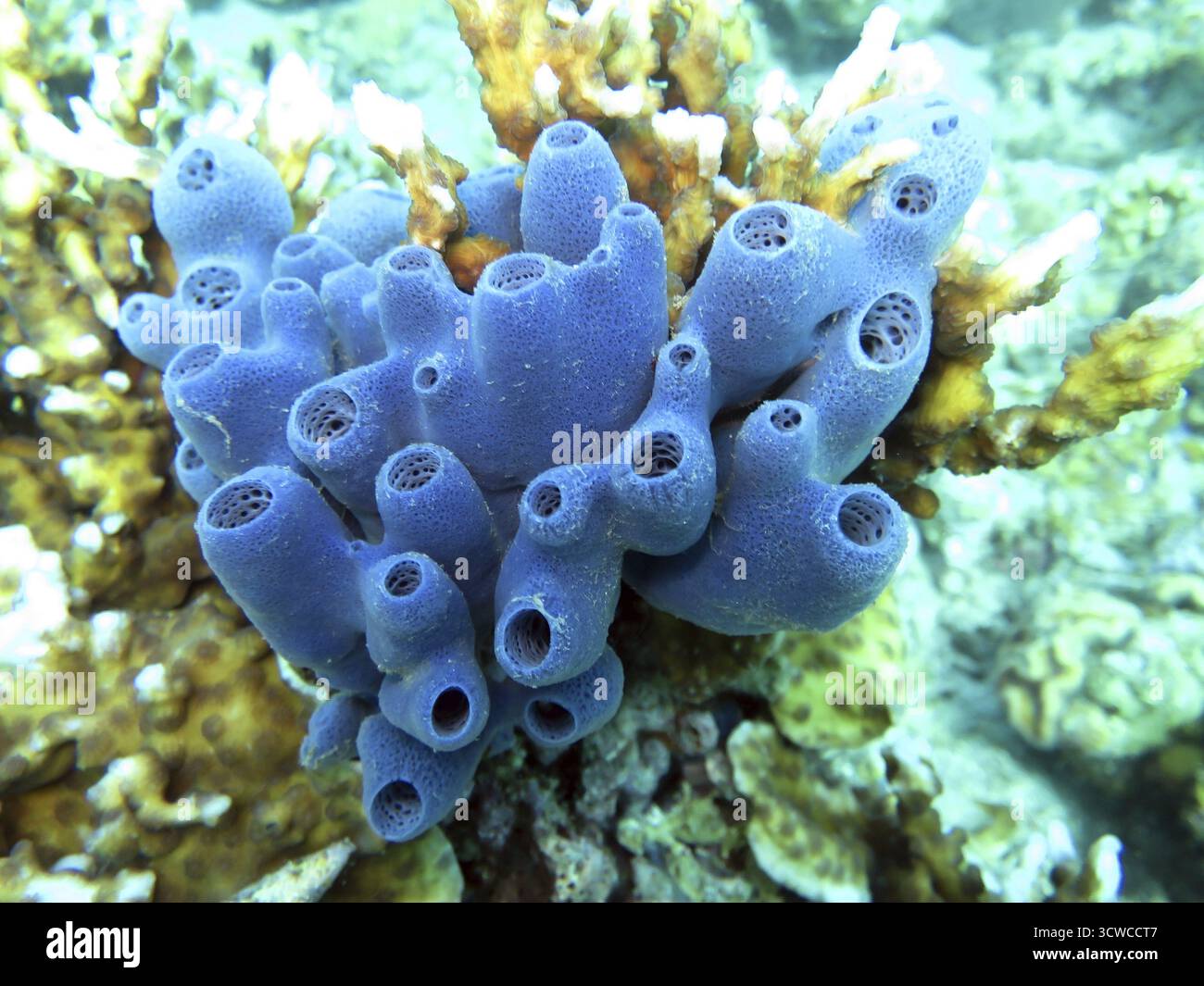 Marine sponge Haliclona spec., Pintuyan, Panaon Island, Southern Leyte ...