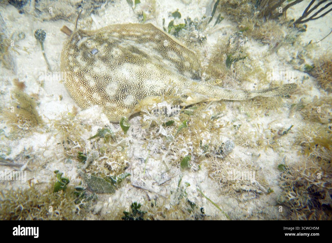 Jamaican stingray (Urobatis jamaicensis), Key Largo, Florida, USA ...
