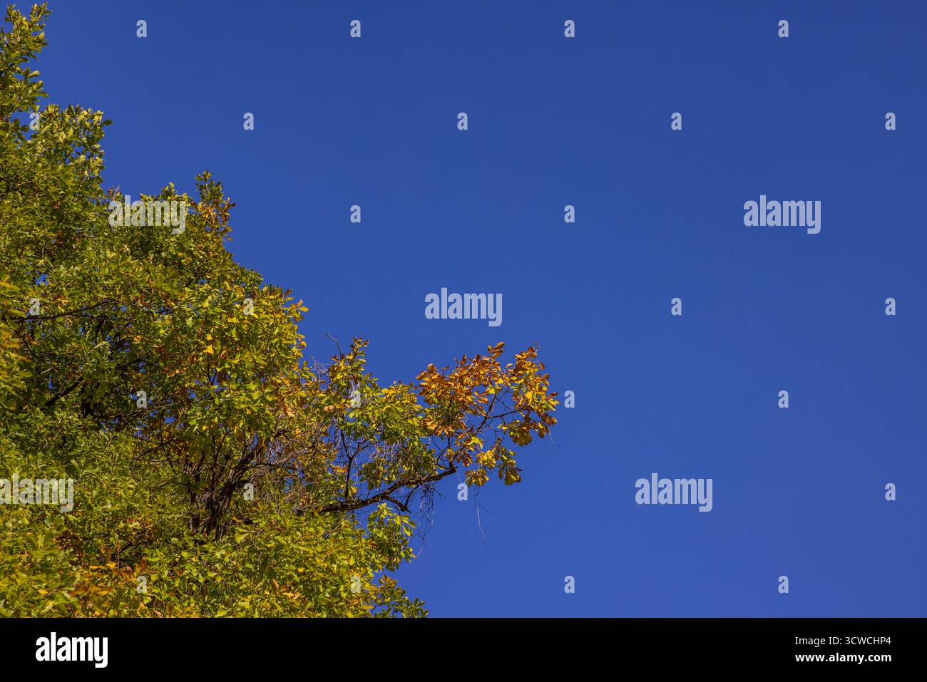 Autumn scenery of the Zhuqueshan Forest Park in Jilin City, northeast ...