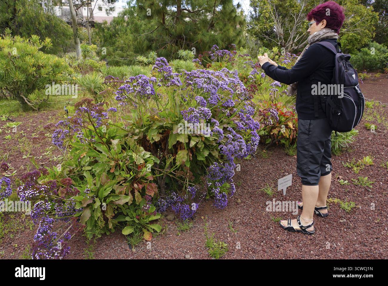 Bush lilac - Limonium fruticans, Tenerife, Canary Islands, Spain Stock ...