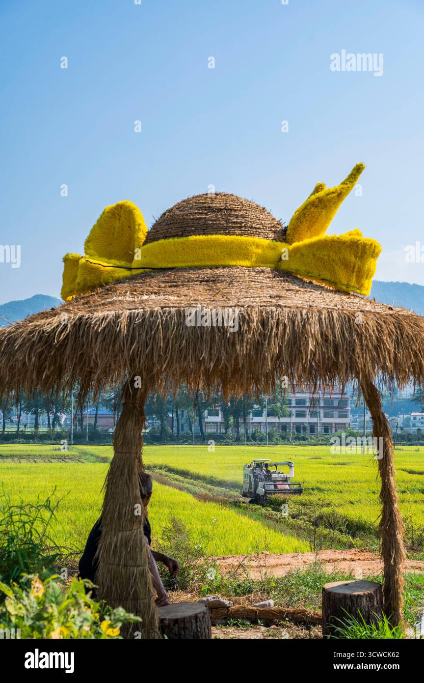 Beijing, China's Hunan Province. 11th Oct, 2025. A harvester works at a ...