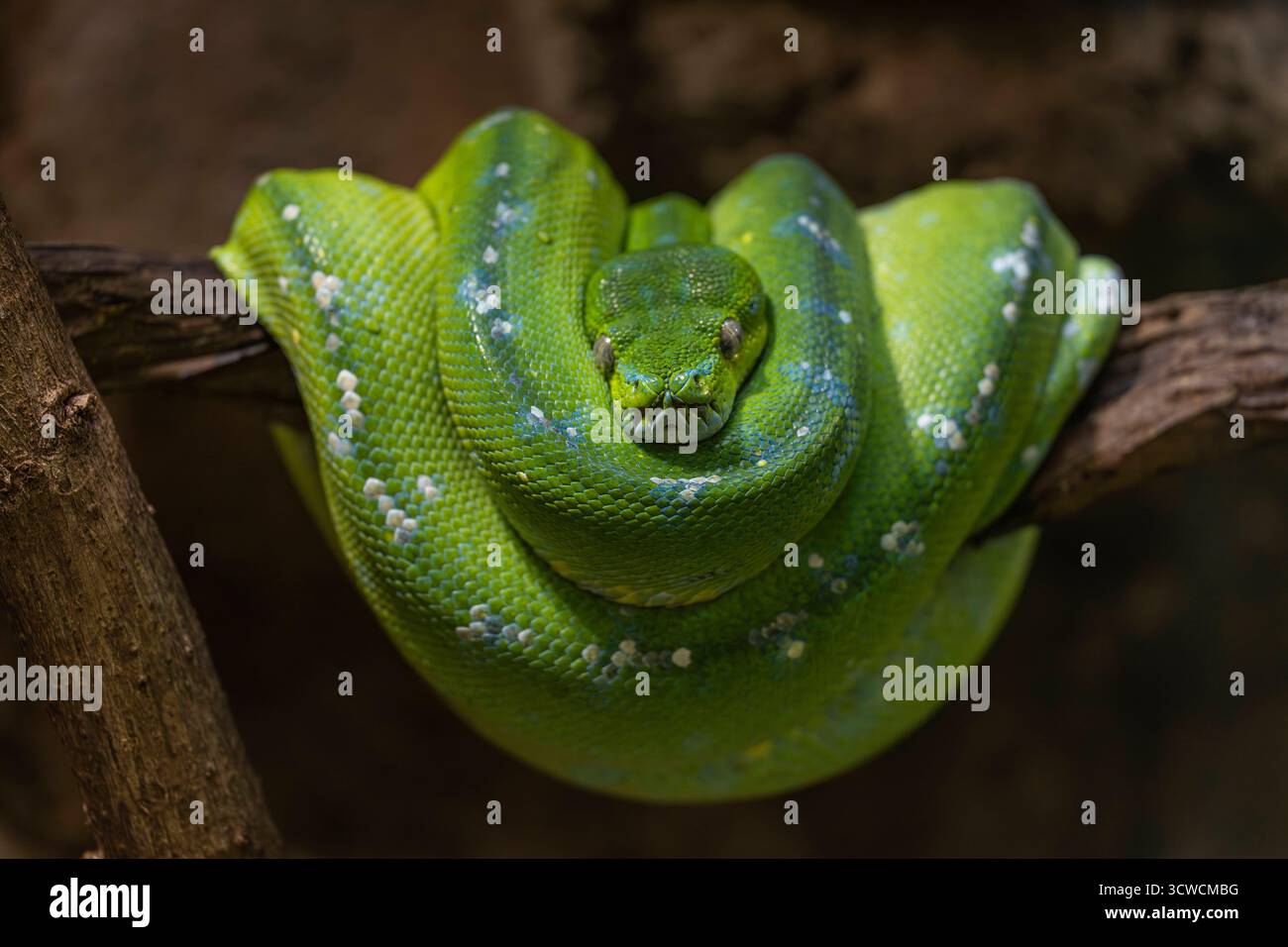 Ein Grüner Baumphyton Morelia viridis liegt auf einem Baum im Alfred ...