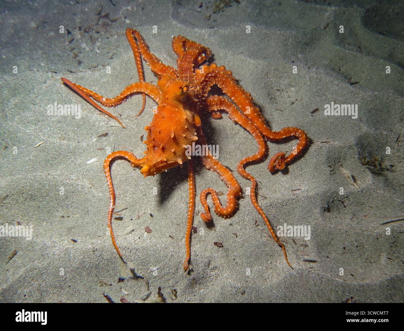 Atlantic white - spotted octopus Stock Photo - Alamy