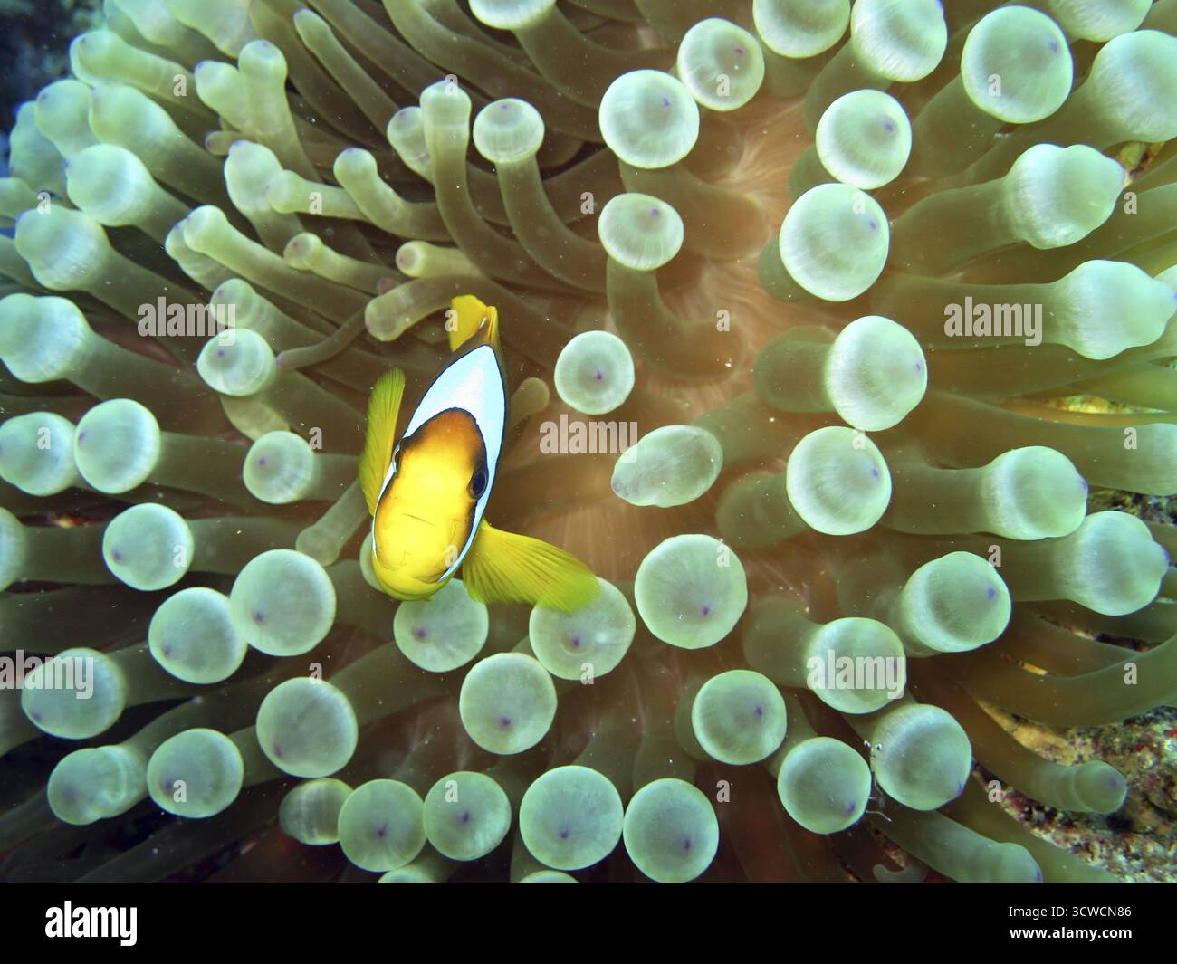 Anemonefish on bubble anemone, Safaga, Egypt Stock Photo - Alamy