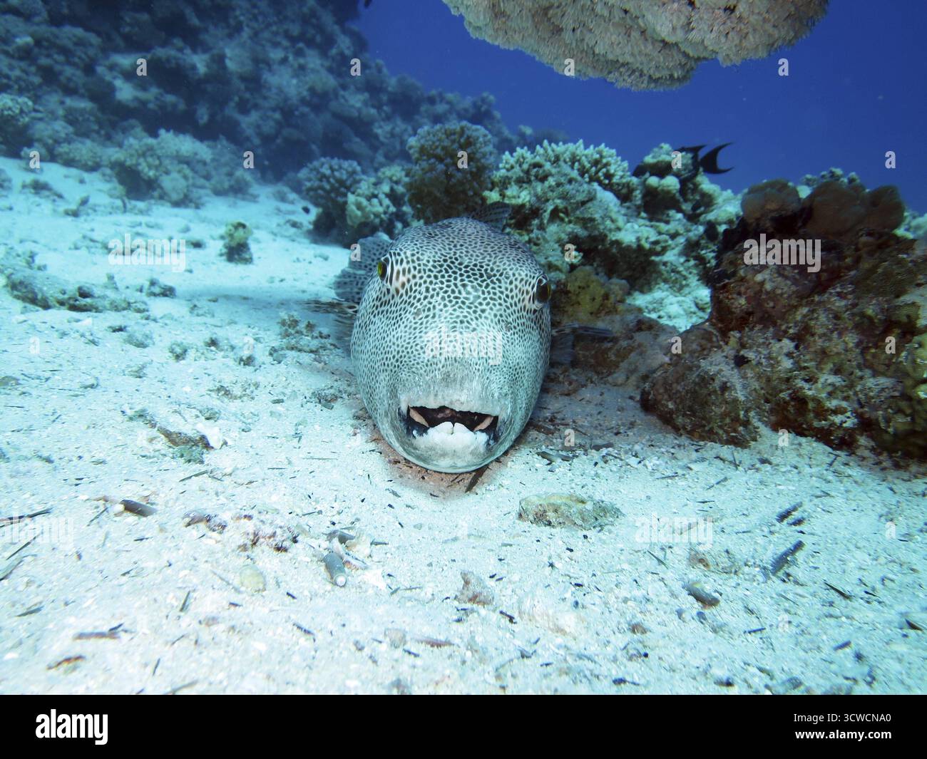 Giant puffer fish safaga hi-res stock photography and images - Alamy