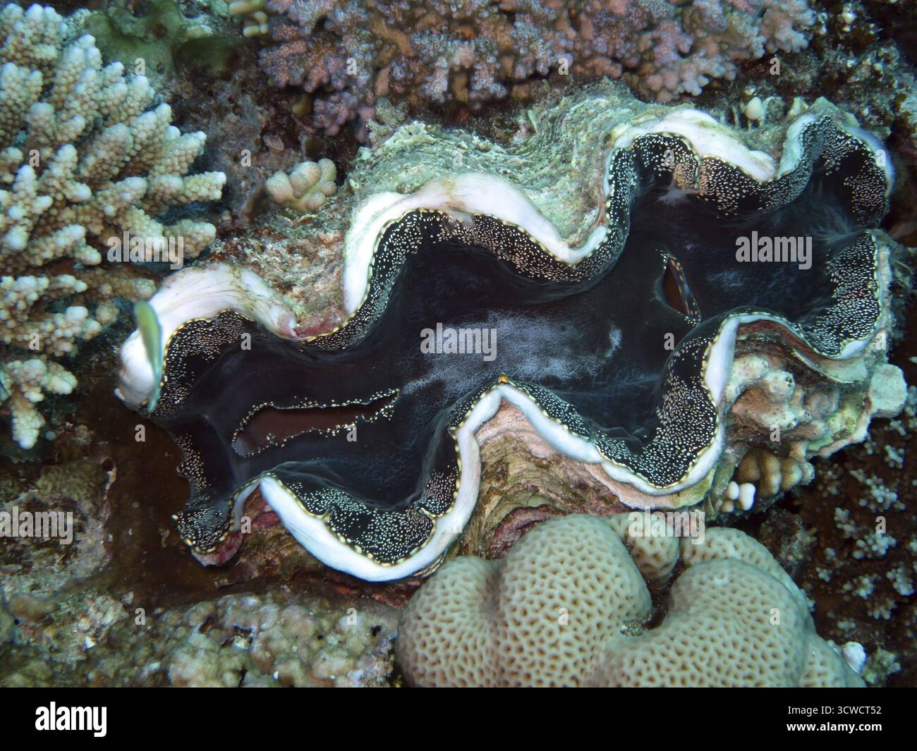 Fluted giant clam scaly hi-res stock photography and images - Alamy