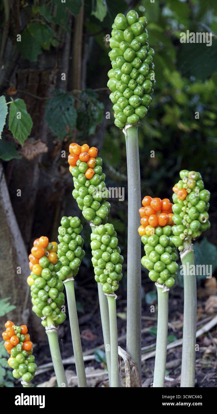 Common arum (Arum maculatum), inflorescence Stock Photo - Alamy