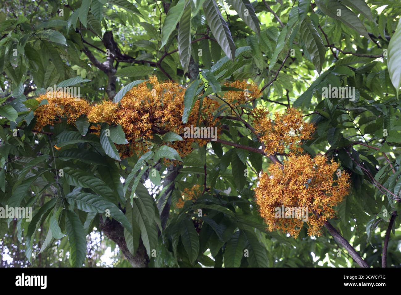 Yellow Saraca tree (Saraca thaipingensis), Botanic Gardens, Singapore ...