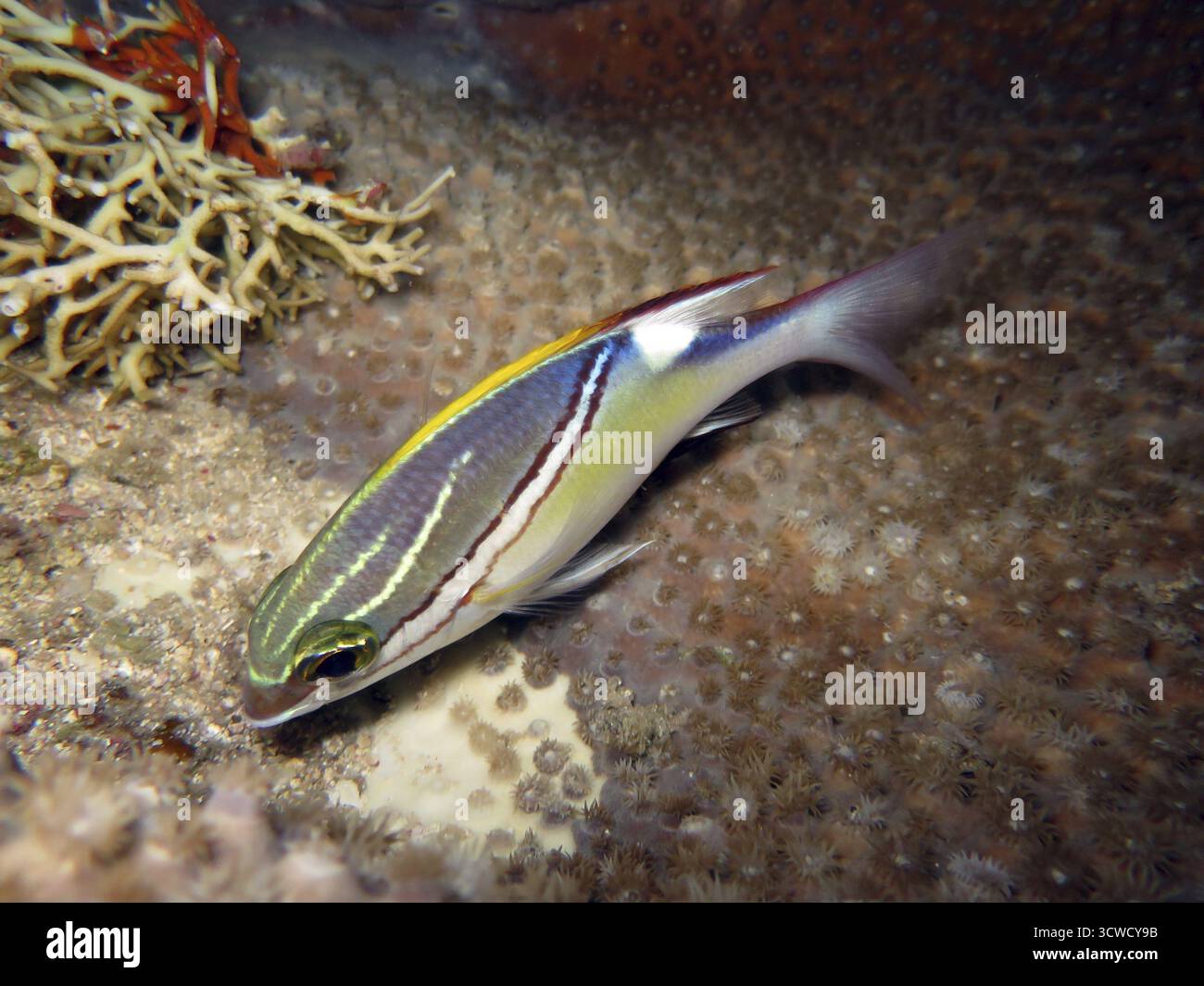 Sash snapper (Scolopsis bilineata), Pintuyan, Panaon Island, Southern ...